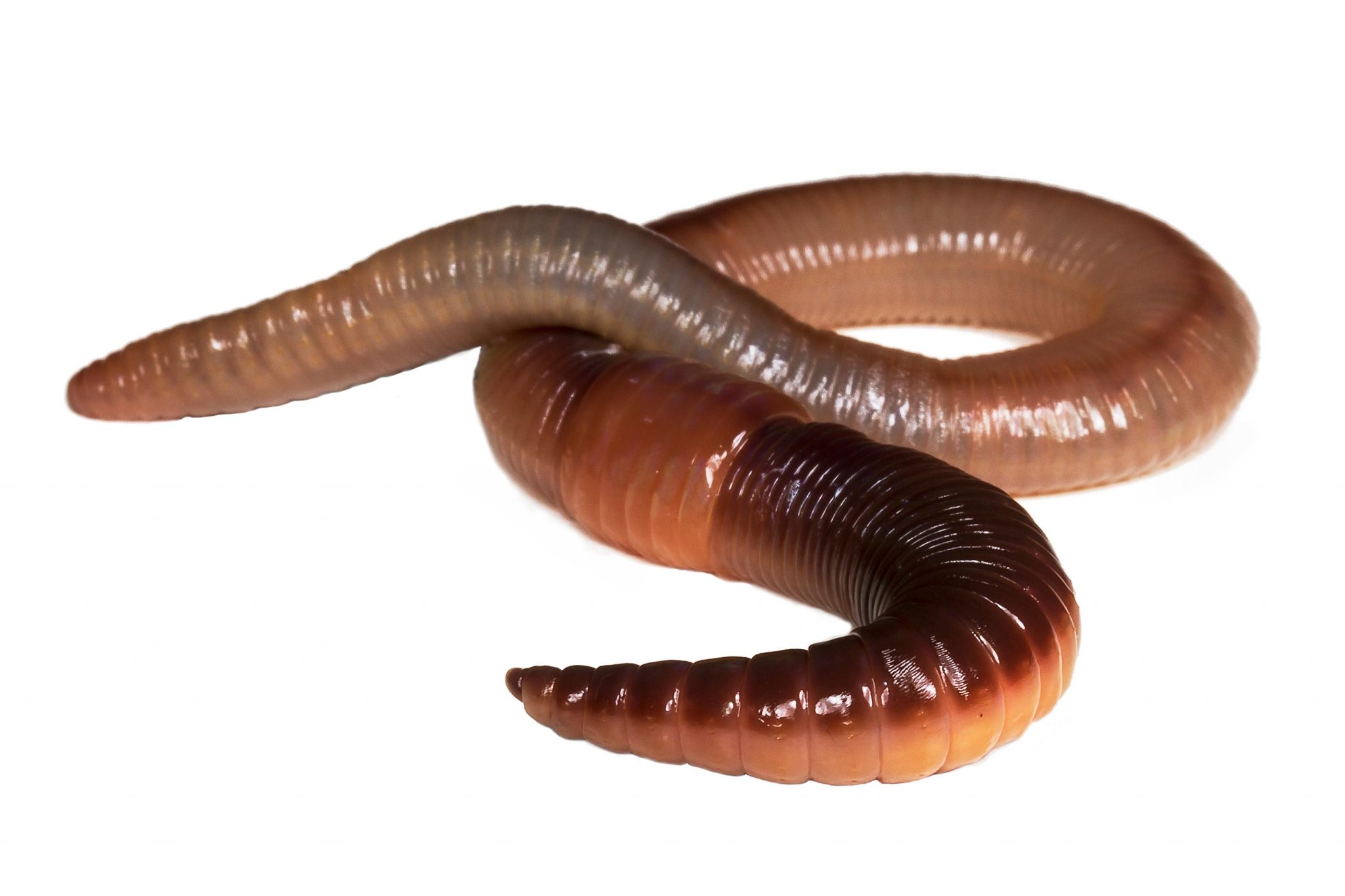 Gardens Can Be Havens for Soil Animals in Towns and Cities