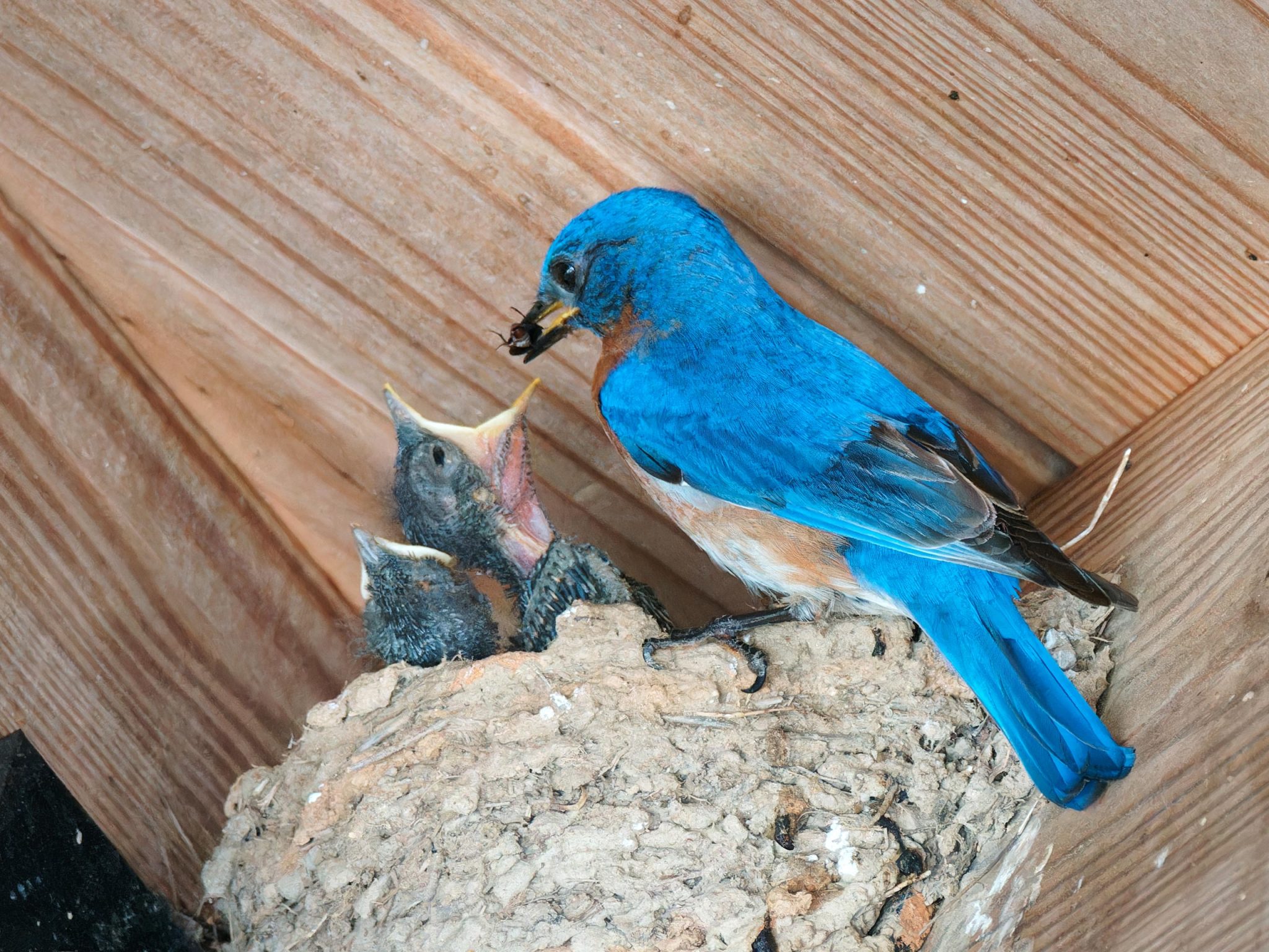 Songbird Nesting Under Threat: Climate-Driven Temperature Extremes