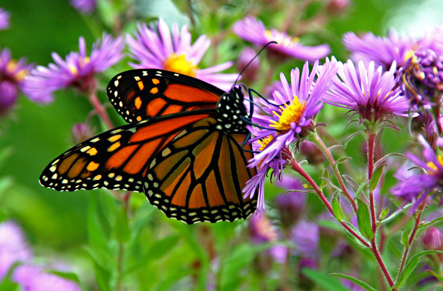 Why Is the Eastern Monarch Butterfly Disappearing? Is There Something ...
