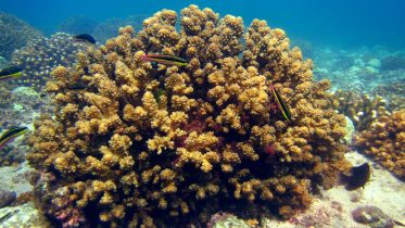 Red Sea Rainforests: Coral Reef Ecosystems Thrive off the Coast of ...