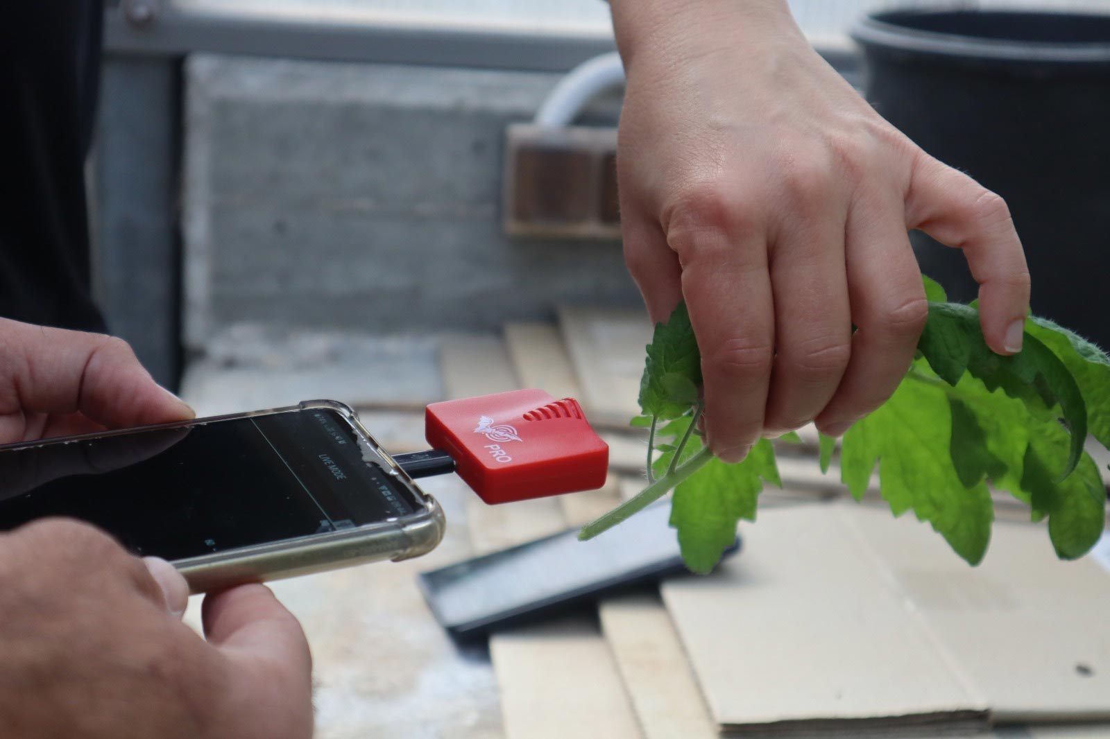 Hidden Plant SOS: Scientists Record Ultrasonic Distress Calls From ...