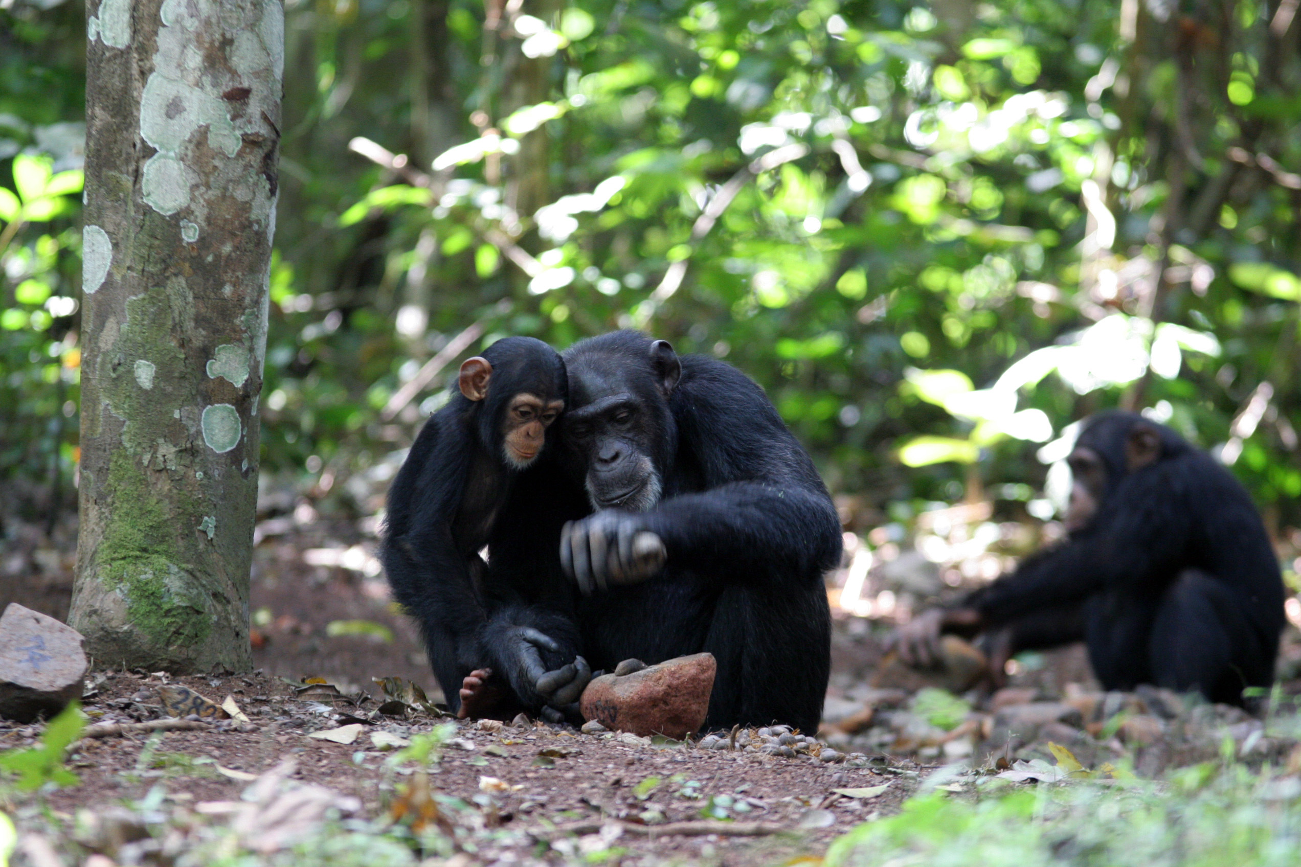 Are Chimpanzees Developing Culture Like Humans? Groundbreaking Study ...
