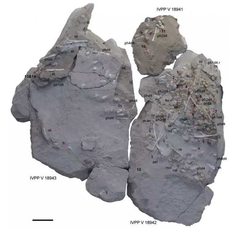 Exceptionally Preserved Embryos Detail the Life History of a Pterosaur