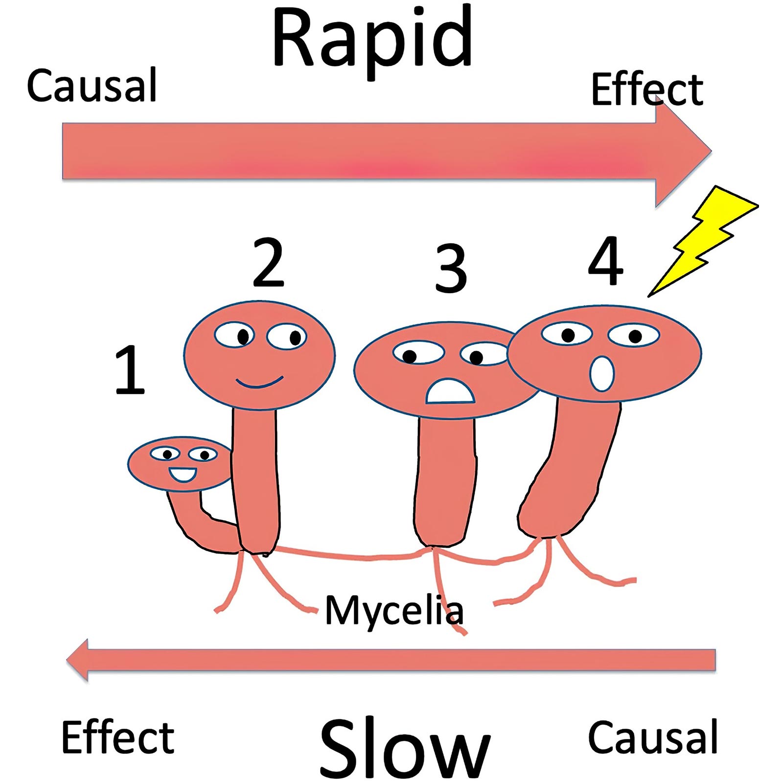 Rainfall Sparks Electric Chatter Among Forest Mushrooms