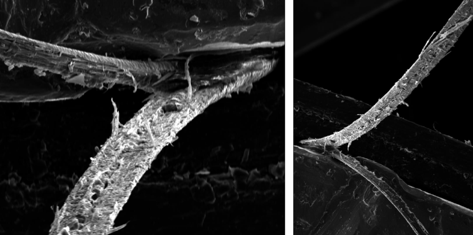 Why Your Hair Won’t Behave: Scientists Use Biomechanics To Decode the ...