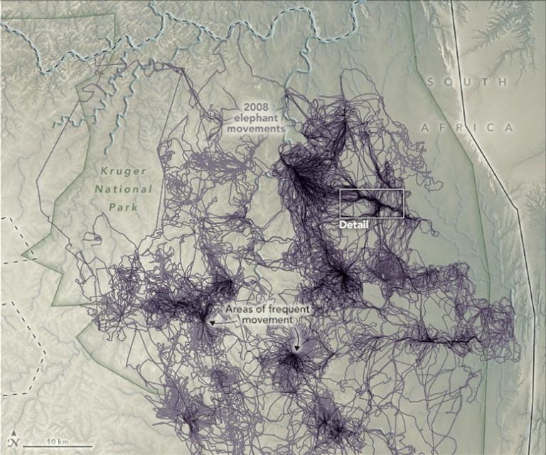 Wild Data: How Animal Sensors Revolutionize Earth Observations