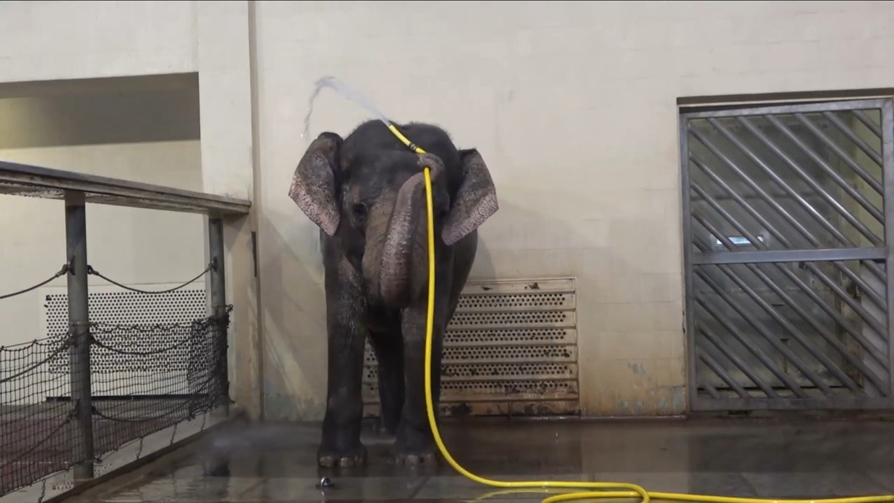 Watch: Remarkable Elephant Turns a Simple Hose Into a Sophisticated ...
