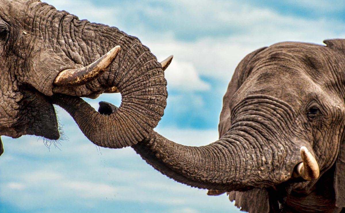 Unveiling the Complex Personalities of Male African Elephants