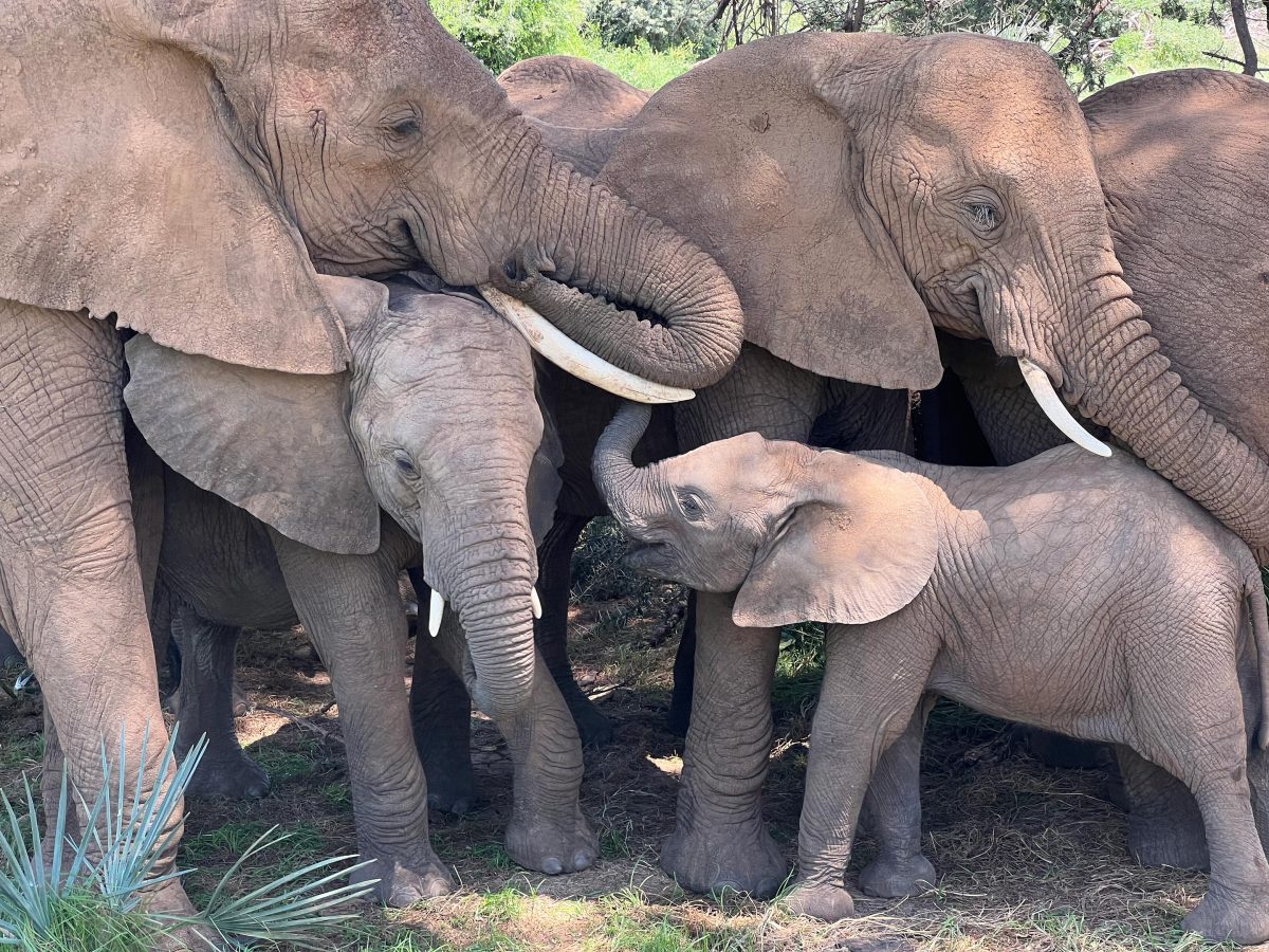 Study Finds Elephants Communicate Using Names, Just Like Humans