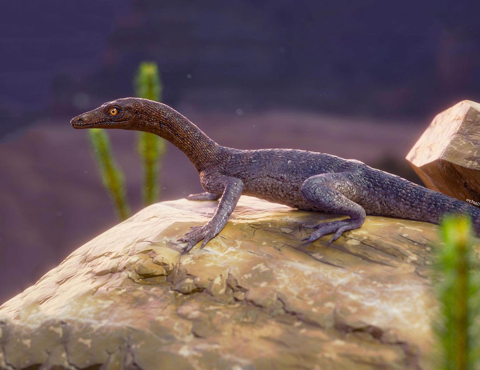 Clues to Origin of Mysterious Tanystropheid Reptiles From New Brazilian ...