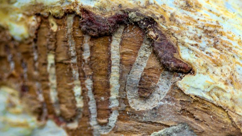 Scientists Reconstruct Ancient Permian Ecosystem from Ash-Covered Plants