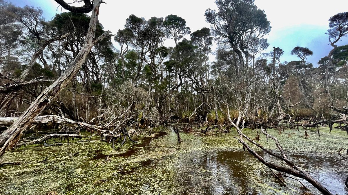 Tasmania’s First Humans Used Fire To Transform the Landscape 41,000 ...