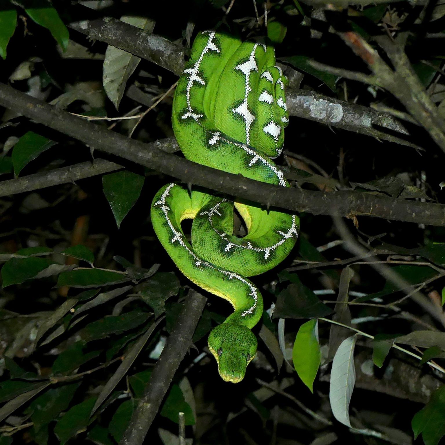 Snakes Diversified Explosively After Mass Extinction Where Dinosaurs ...