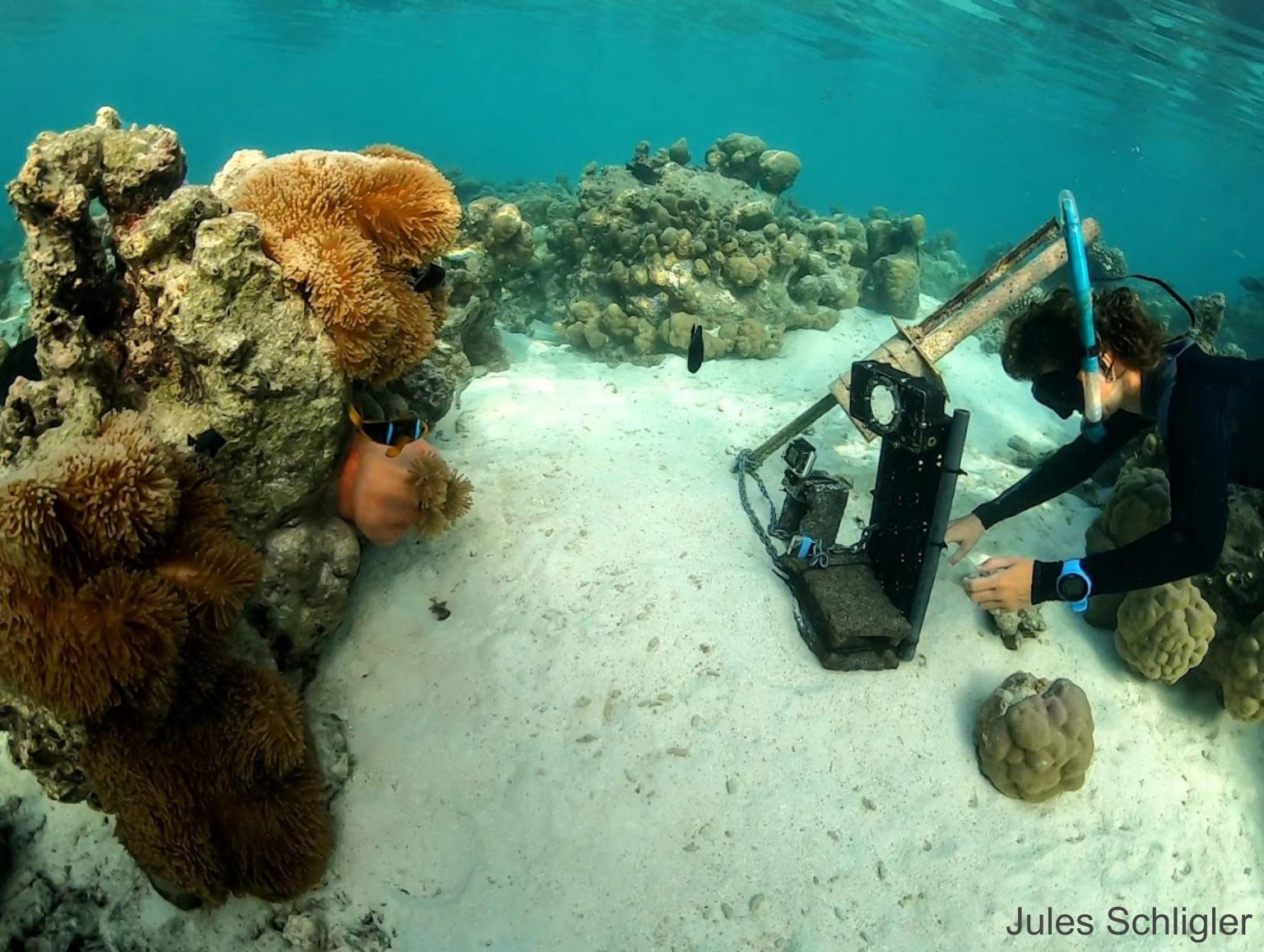 Bright Lights, Dark Consequences: How Artificial Light Threatens Coral ...