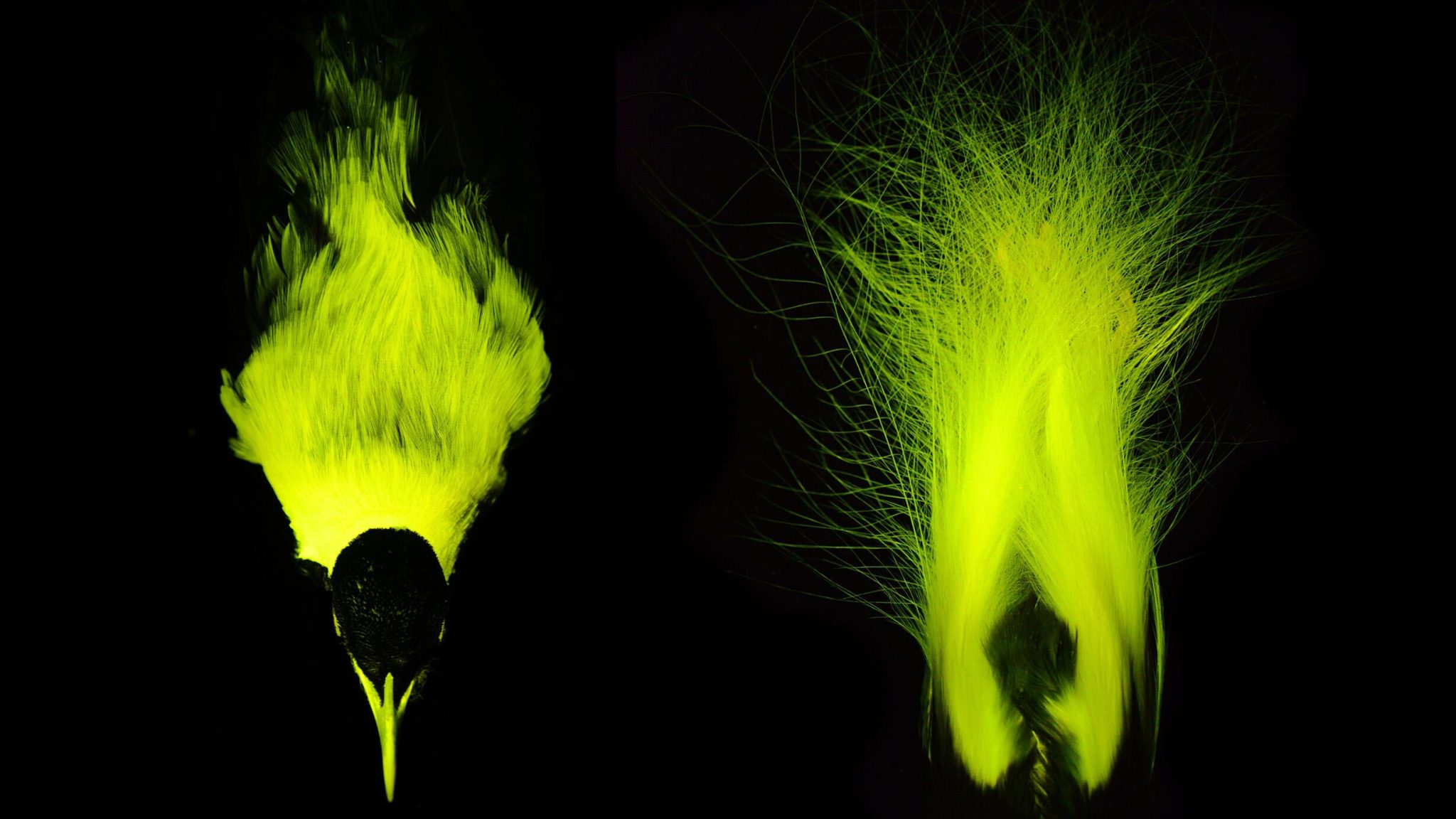 Scientists Discover Biofluorescence in Birds-of-Paradise, Revealing a ...