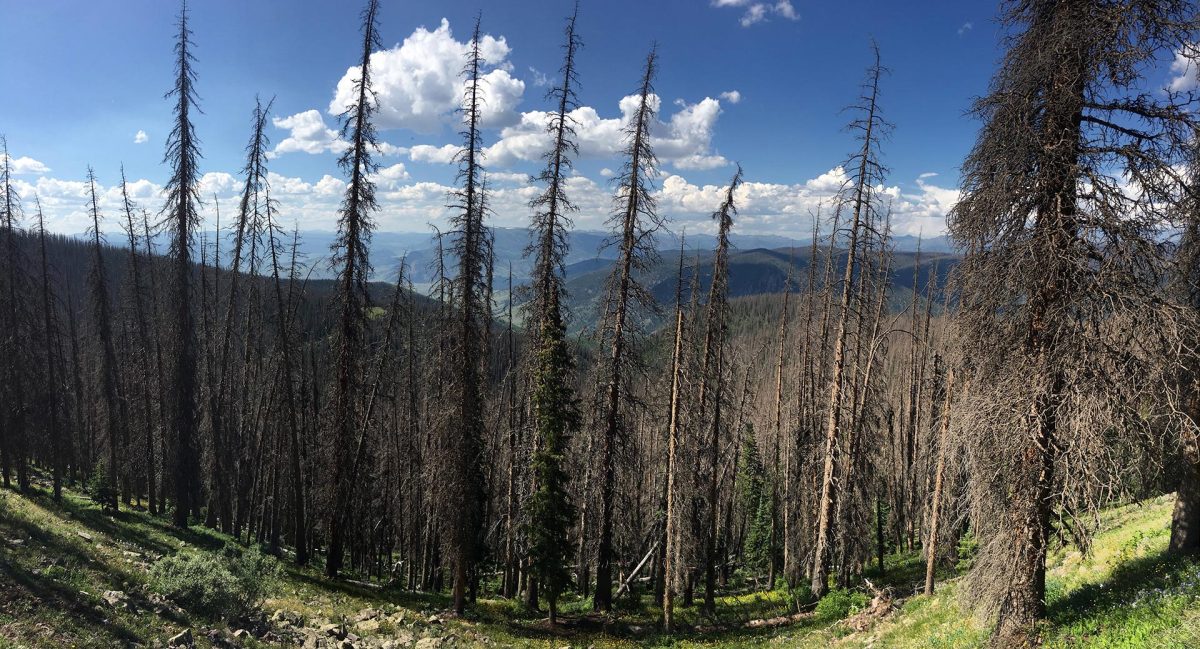 Alarming Trend: Colorado’s Forests Are Releasing More Carbon Than They ...