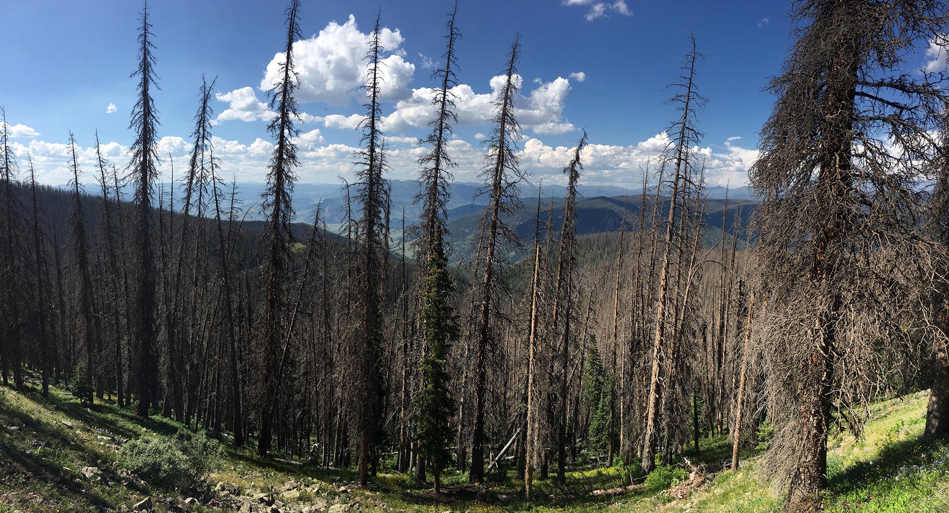 Alarming Trend: Colorado’s Forests Are Releasing More Carbon Than They ...