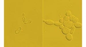 Engineers Convert Yeast Cells into Biofuel