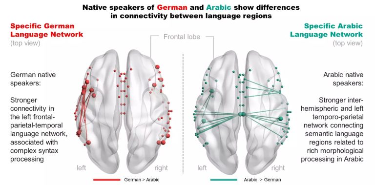 The Language We Speak Shapes the Connectivity in Our Brains