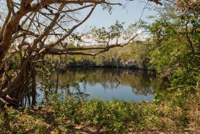 Mysterious Venomous Crustaceans From Mayan Underwater Caves Could Treat ...