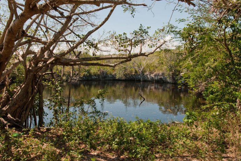 Mysterious Venomous Crustaceans From Mayan Underwater Caves Could Treat ...