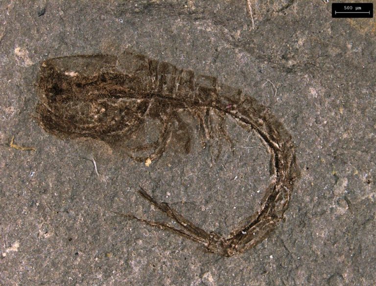Paleontologists Discover Odd Shrimp That Fills Hole in Fossil Record