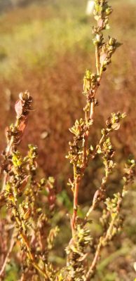 Completely Reassessing Our Understanding of Plant Domestication – Early ...