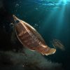 New “Missing Link” Fossil Reveals Origin of Arthropod Breathing System