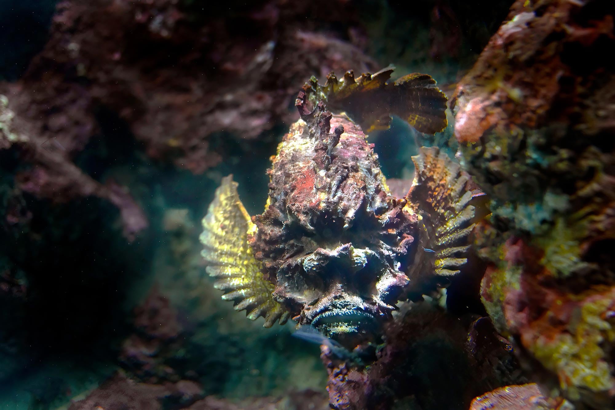 From Deadly Venom to Vital Medicine: Stonefish’s Hidden Potential
