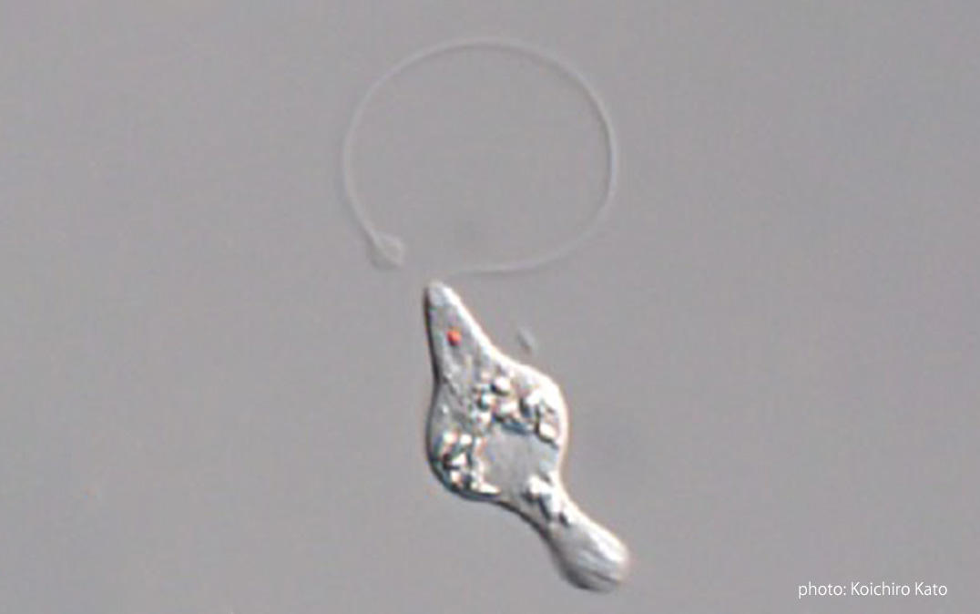 Scientists Discover a New Species of Parasitic Euglenids: Euglenaformis ...
