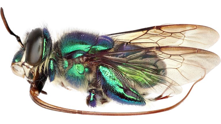 The First Bees Evolved on an Ancient Supercontinent More Than 120 ...