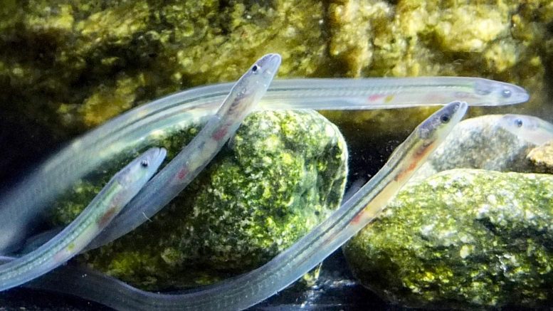 Leptocephalus, The Transparent Eel Larva