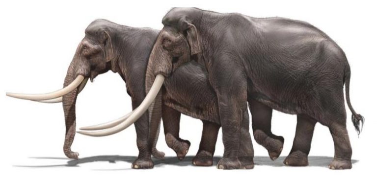 Intriguing Details of Giant Straight-Tusked Elephants Chronicled in New ...