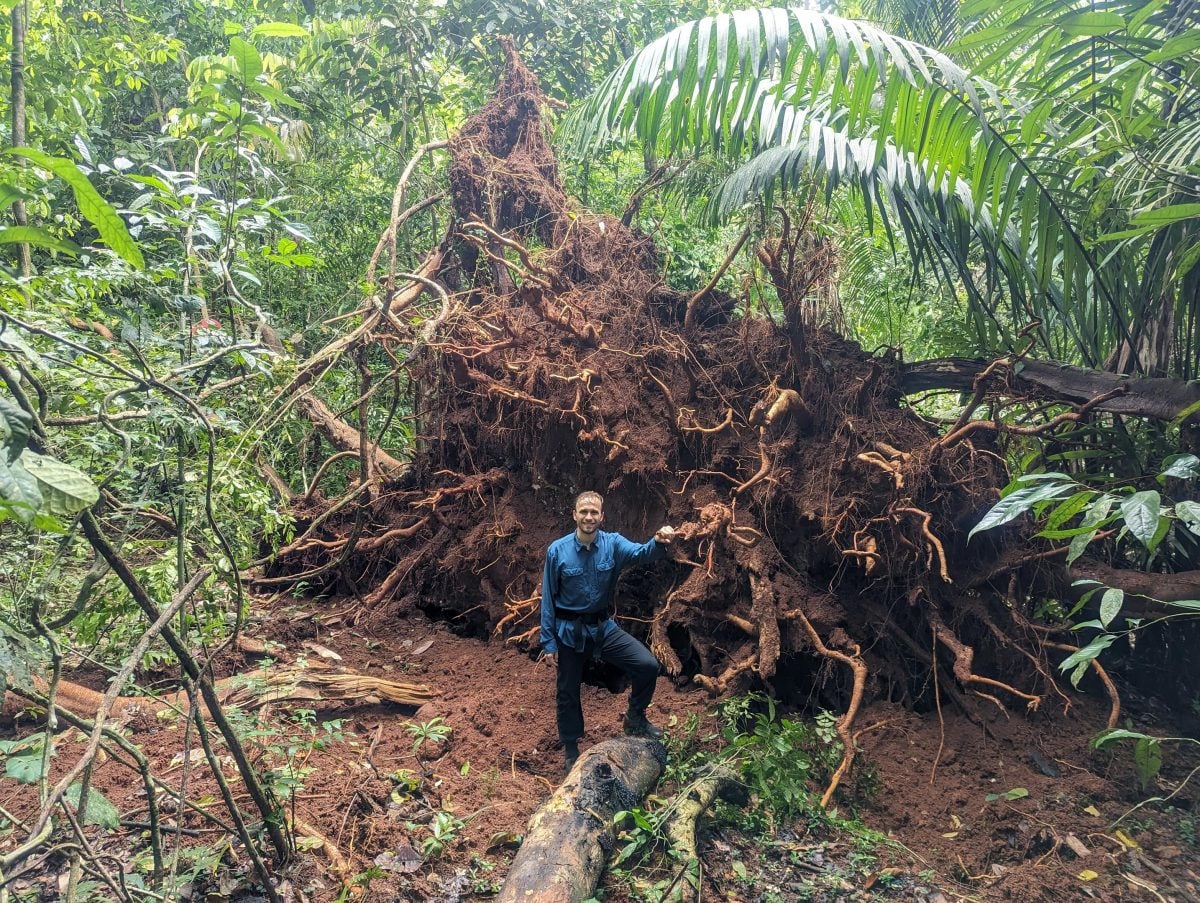 Rainforest Deaths Are Surging and Scientists Just Found the Shocking Cause