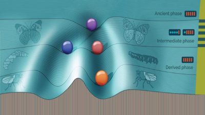 Simulating Evolution to Understand a Hidden Genetic Switch
