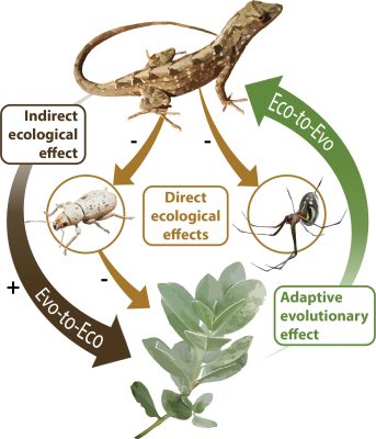 The Flip Side of Evolution: How It Can Impact the Environment