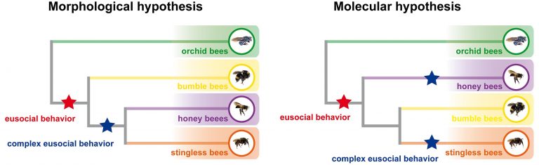 Mystery Deepens About Evolution of Bees' Social Behavior