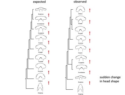 Shark Mysteries: The Bizarre Reasons Behind Hammerhead’s Unique Heads