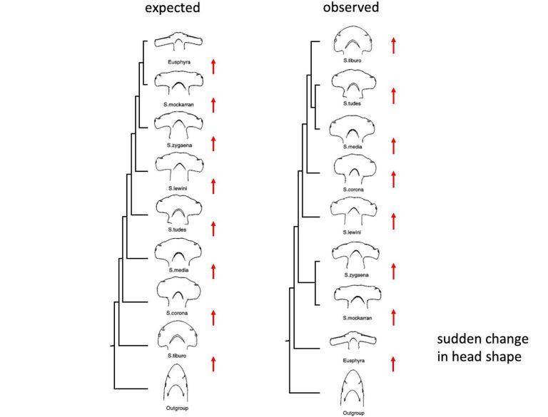 Shark Mysteries: The Bizarre Reasons Behind Hammerhead’s Unique Heads
