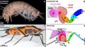 How the Insect Got Its Wings: Solving a Mystery That Has Puzzled ...