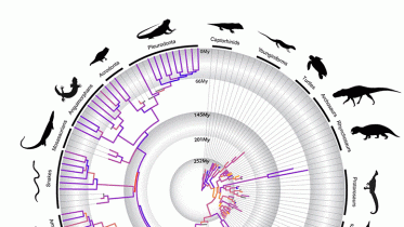 Evolution and Diversity of Reptiles Driven by 60 Million Years of ...