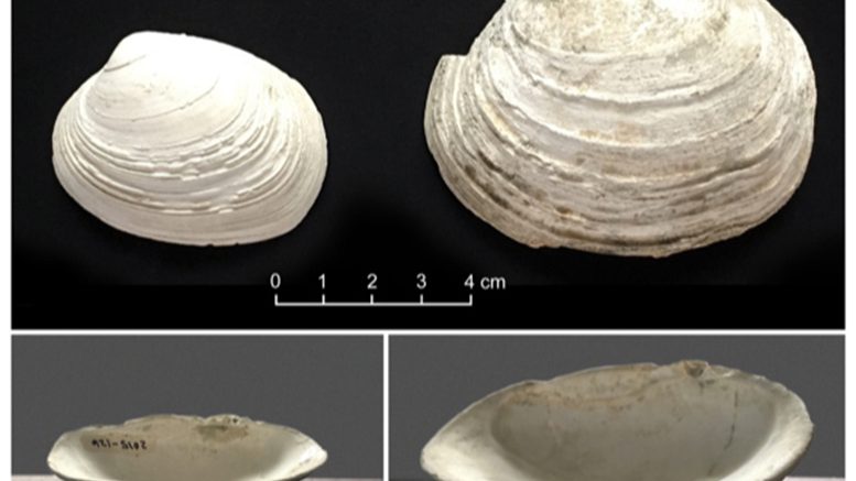 Neandertals Dove Underwater to Collect Clam Shells to Use as Tools