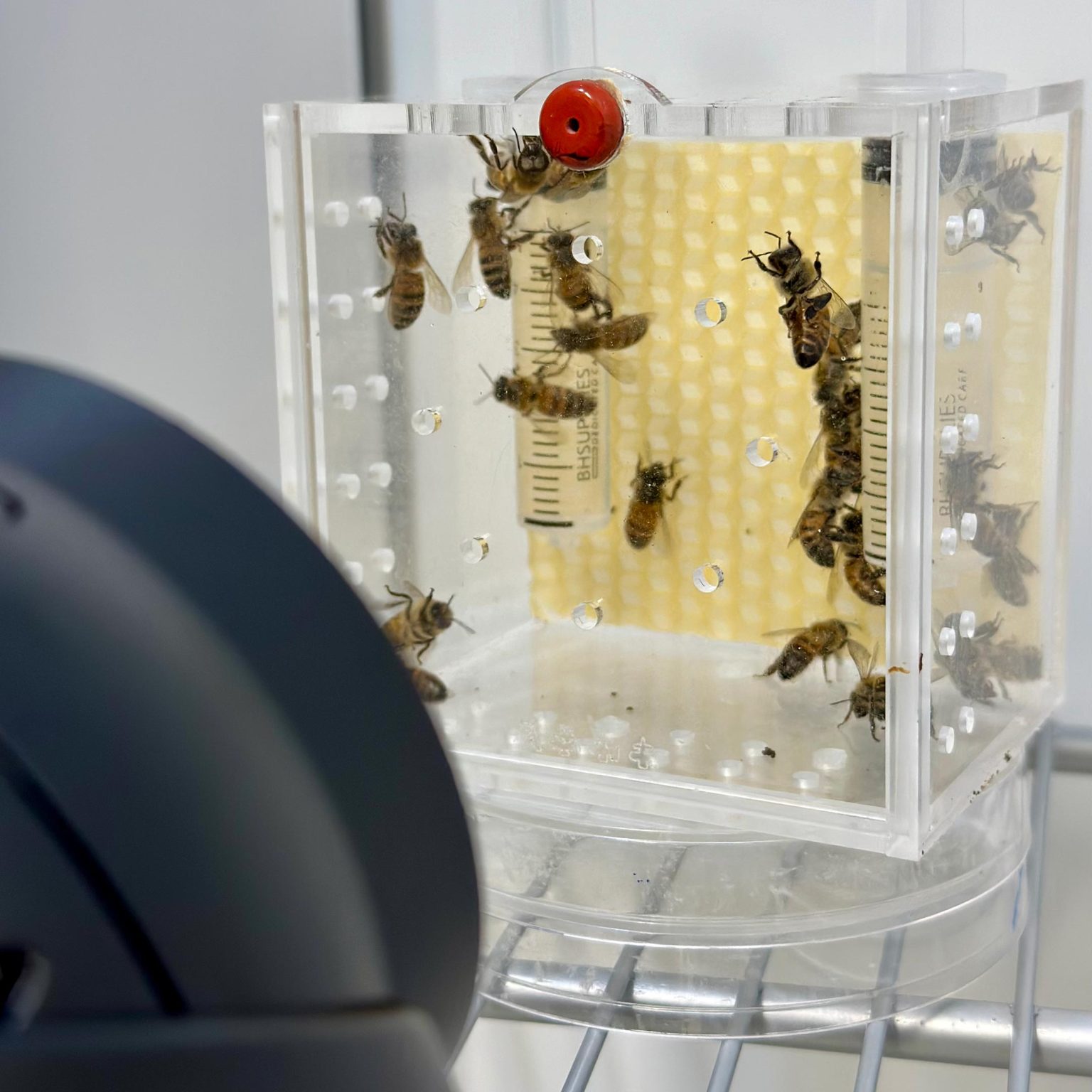Buzzkill: The Alarming Impact of Light Pollution on Honey Bee Health