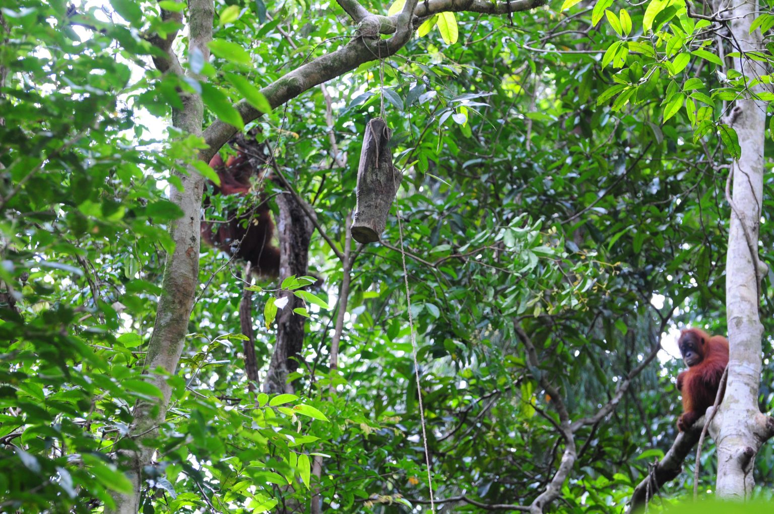 Decoding Primate Curiosity: New Findings From the Indonesian Rainforest