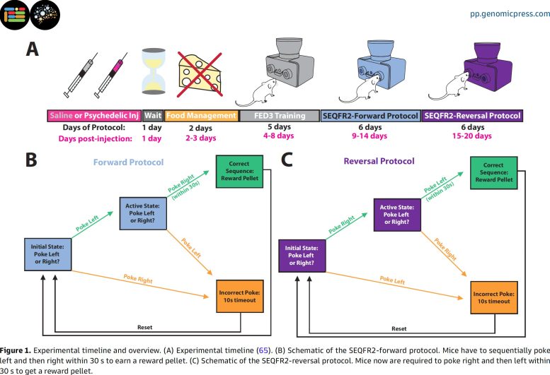 Psychedelics Boost Brain Flexibility for Weeks, New Study Shows