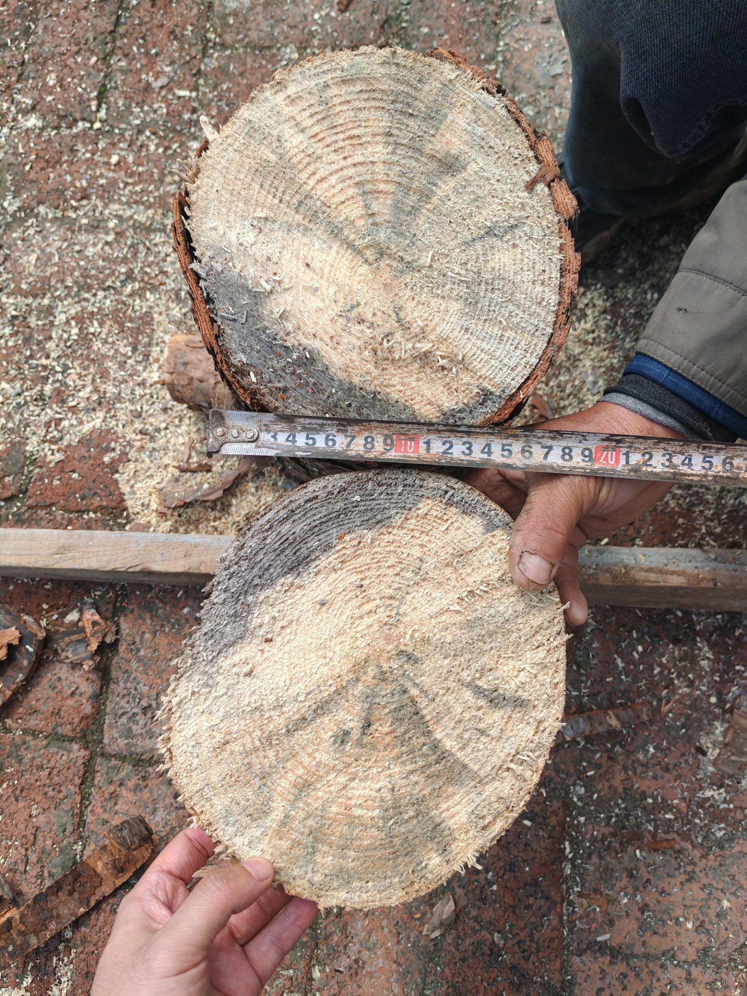 160-Million-Year-Old Blue-Stain Fungus Discovered in China