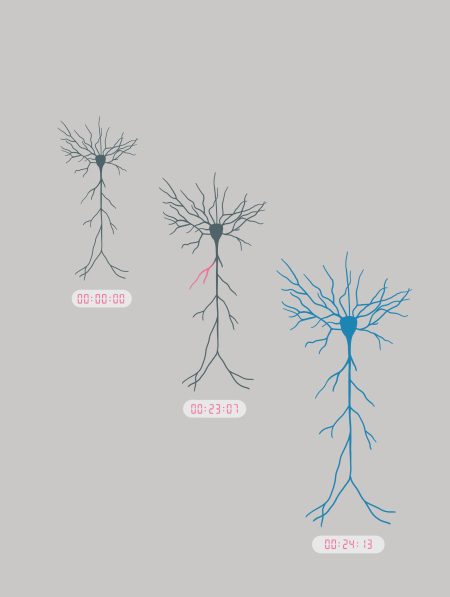 Neurons Rewrite the Clock: New Discovery Reveals How We Truly Learn
