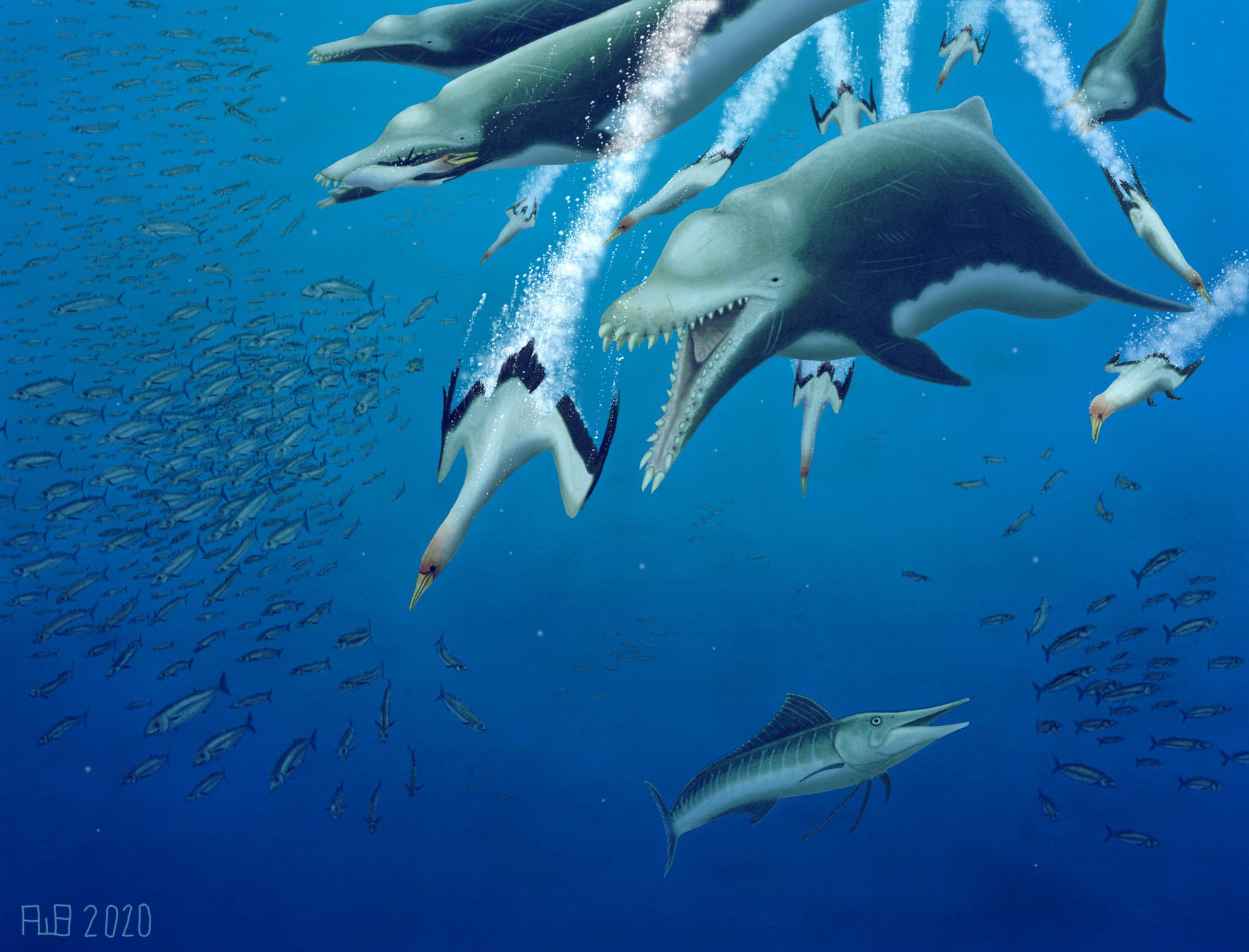 Discovery of Giant 15′ Extinct Dolphin Shows Surprising Parallel ...