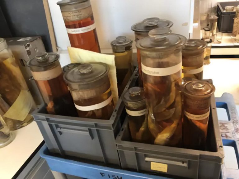 DNA Revelations: “Extinct” Fish Is Alive and Well!