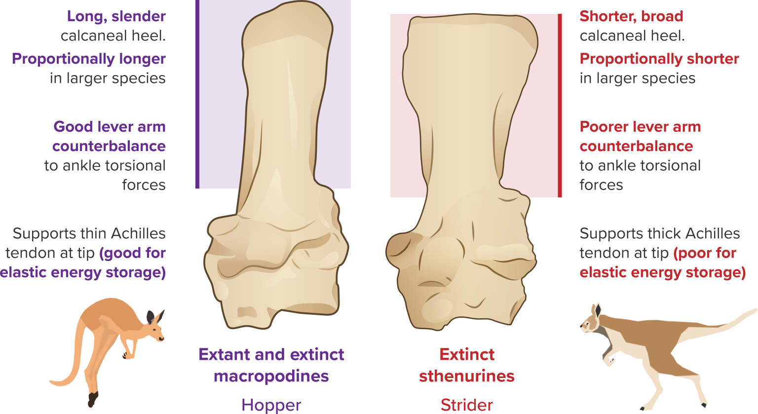 Skipping Evolution: The Kangaroos That Didn’t Hop